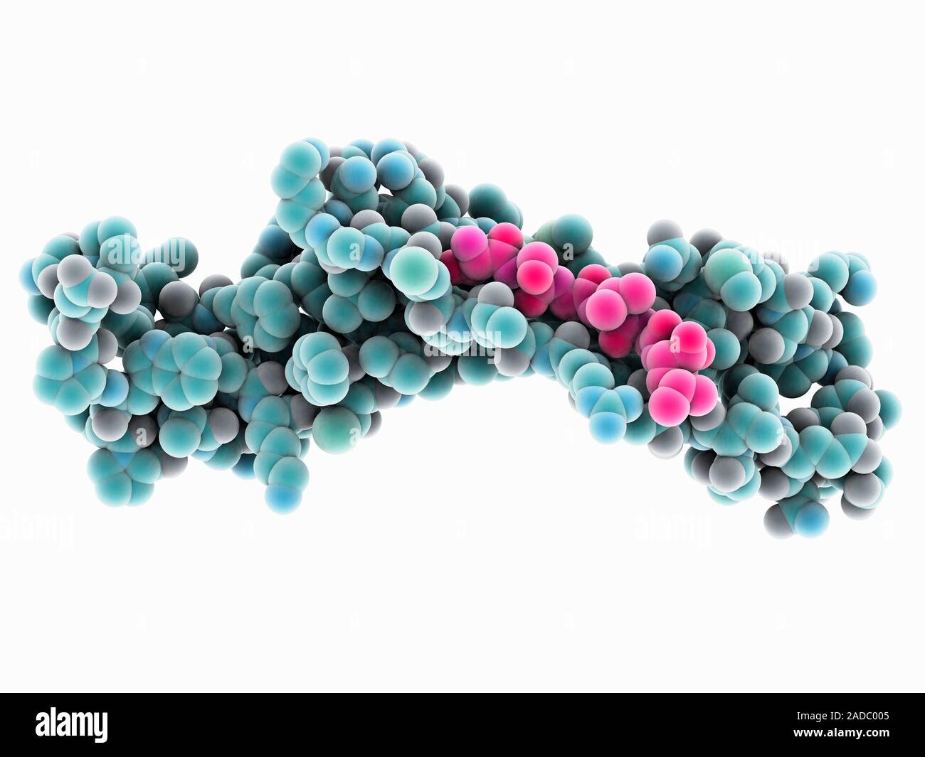 Herpes simplex virus 1 tegument protein VP22. Computer model showing ...