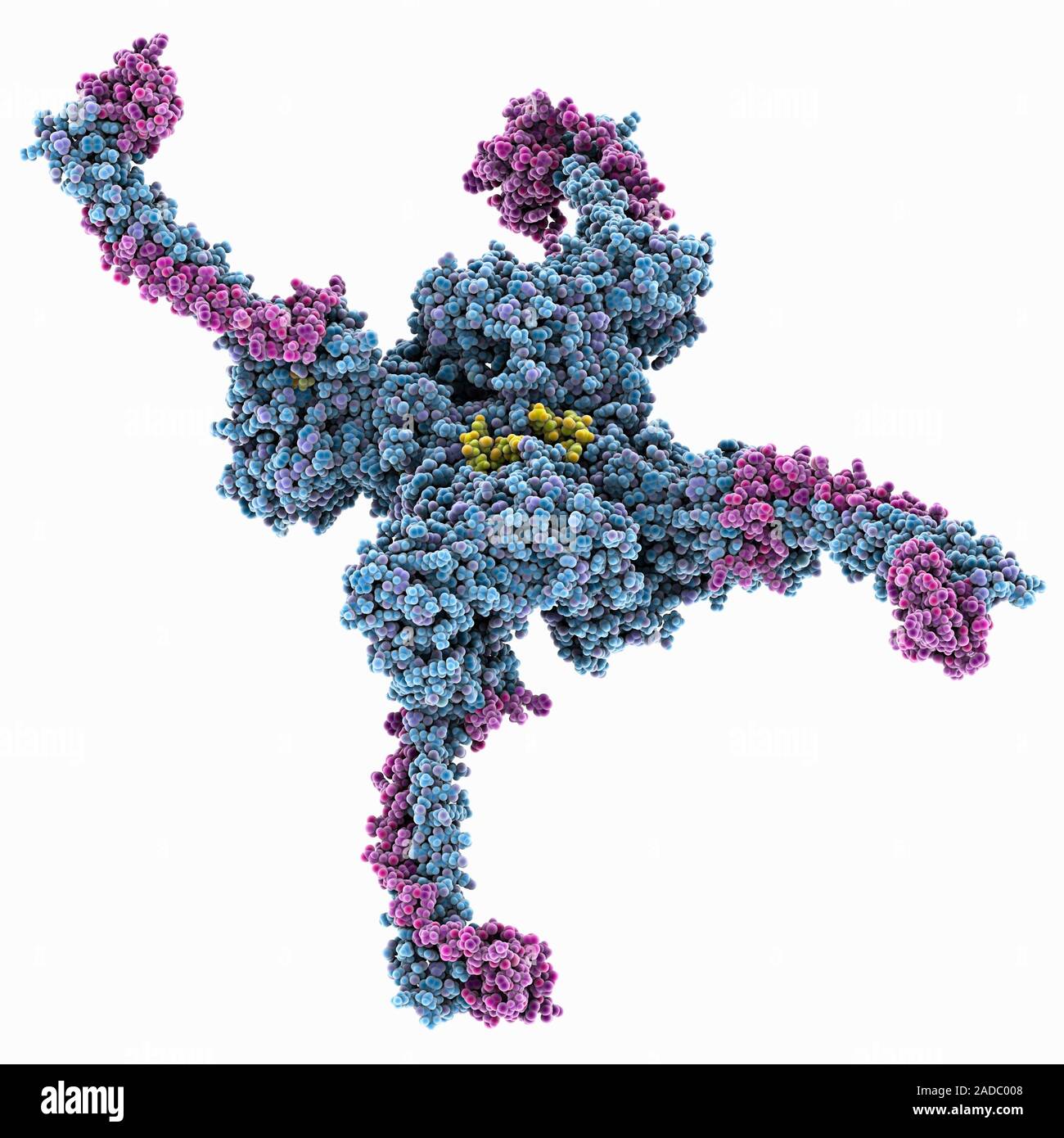 LSD1 complexed with ssRNA (single-stranded ribonucleic acid). Computer ...