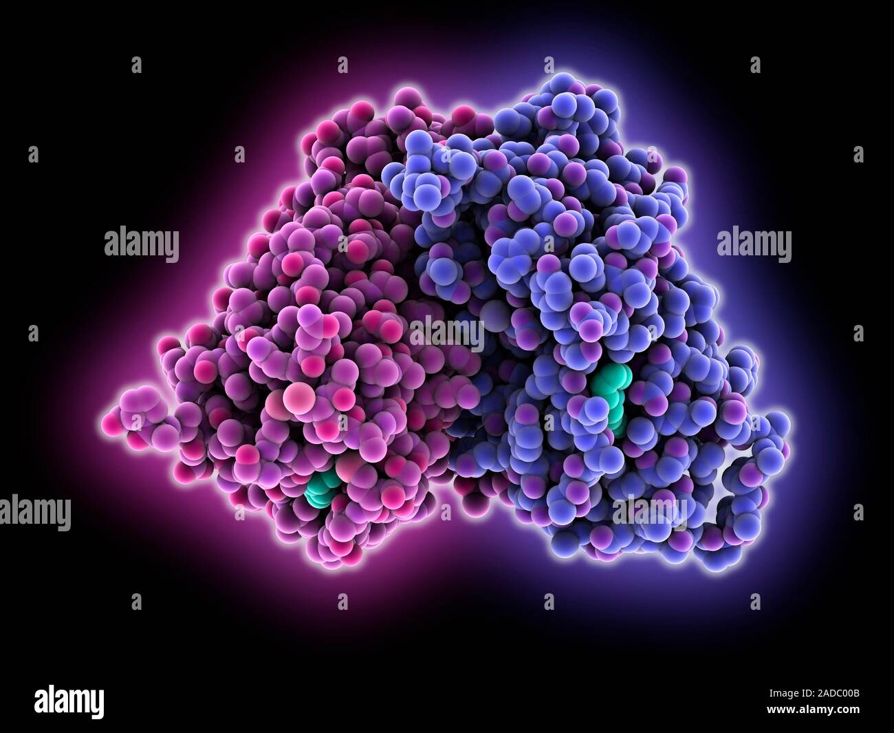 Estrogen receptor complexed with bazedoxifene. Computer model showing ...