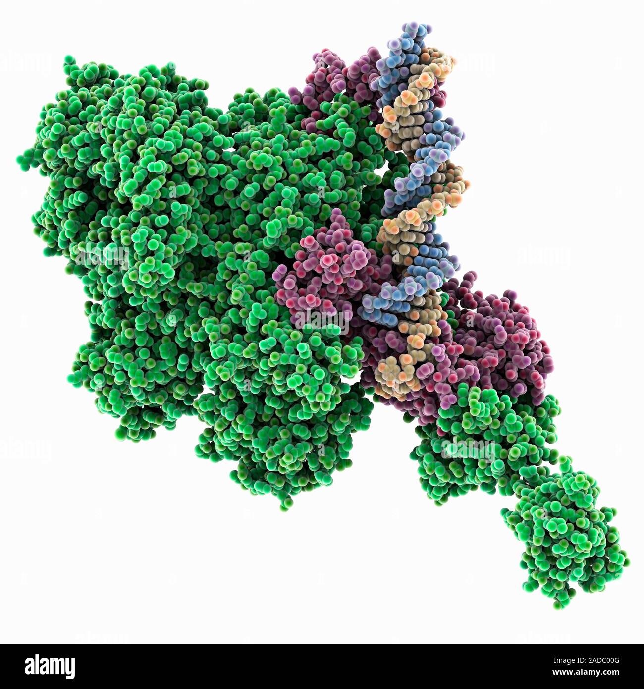 Transcription initiation complex. Computer model showing a bacterial ...