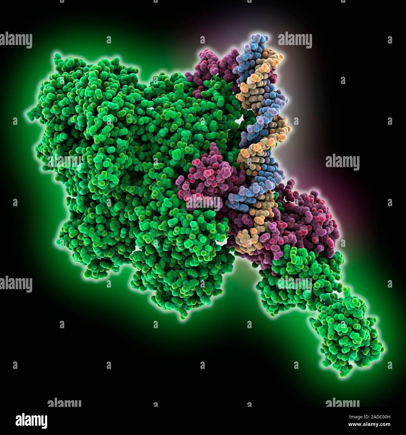 Transcription initiation complex. Computer model showing a bacterial ...
