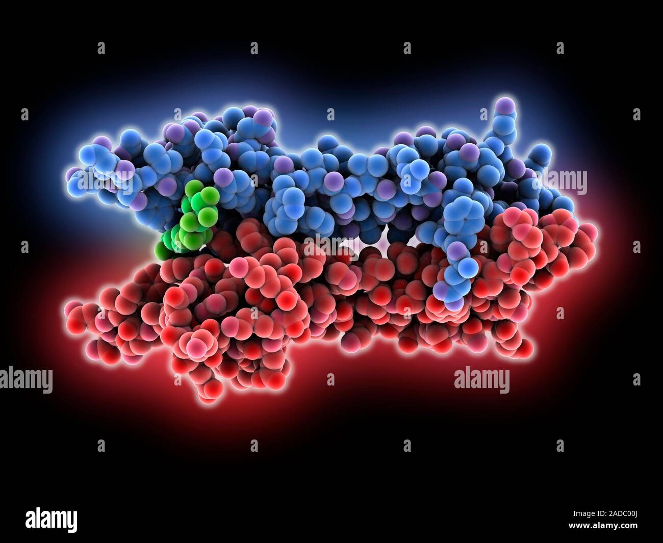 Nerve Growth Factor Ngf Complex Computer Model Showing The Structure