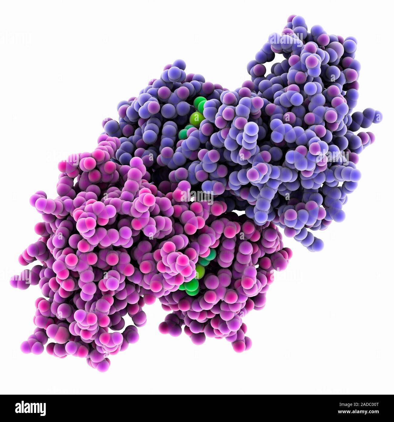 B Raf Kinase V600e Oncogenic Mutant Complexed With Inhibitor Computer