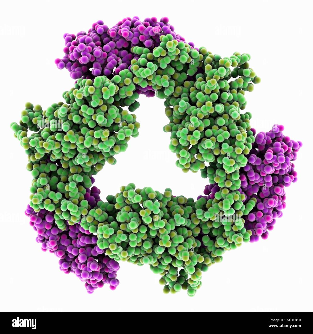 Phycocyanin molecule. Computer model showing the structure of ...