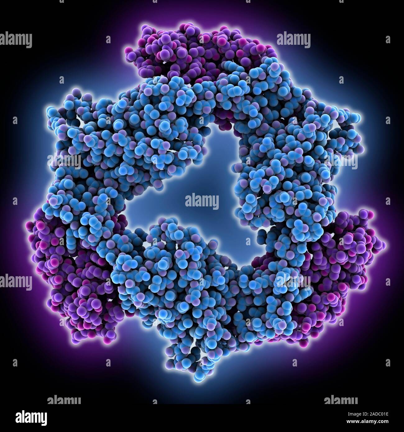 Phycocyanin molecule. Computer model showing the structure of ...