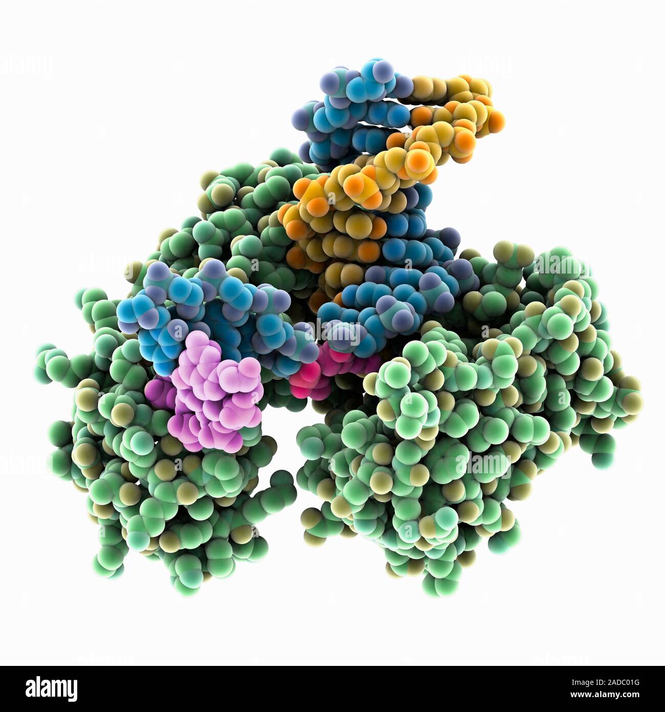 DNA polymerase beta complexed with 7BG and DNA (deoxyribonucleic acid). Computer model showing ...