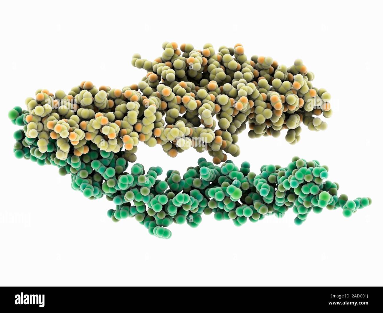 Amyloid precursor protein complexed with death receptor 6. Computer ...