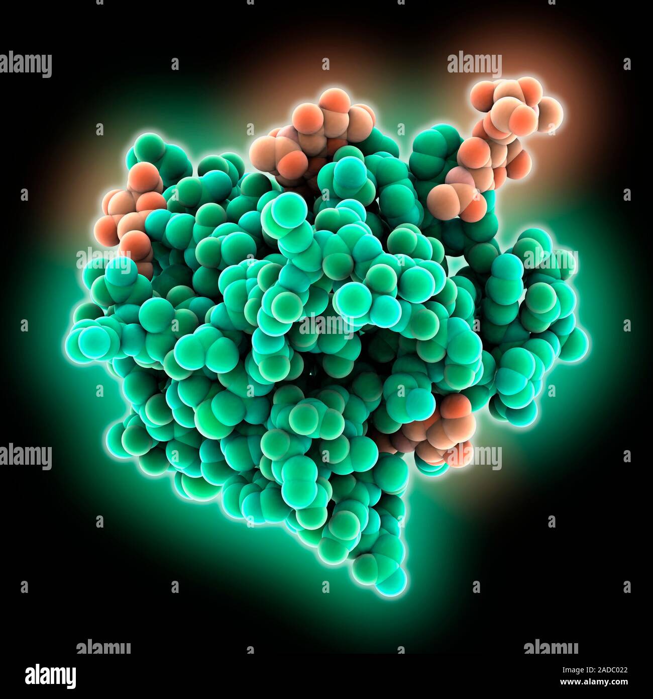Lassa virus receptor binding domain. Computer model showing the ...