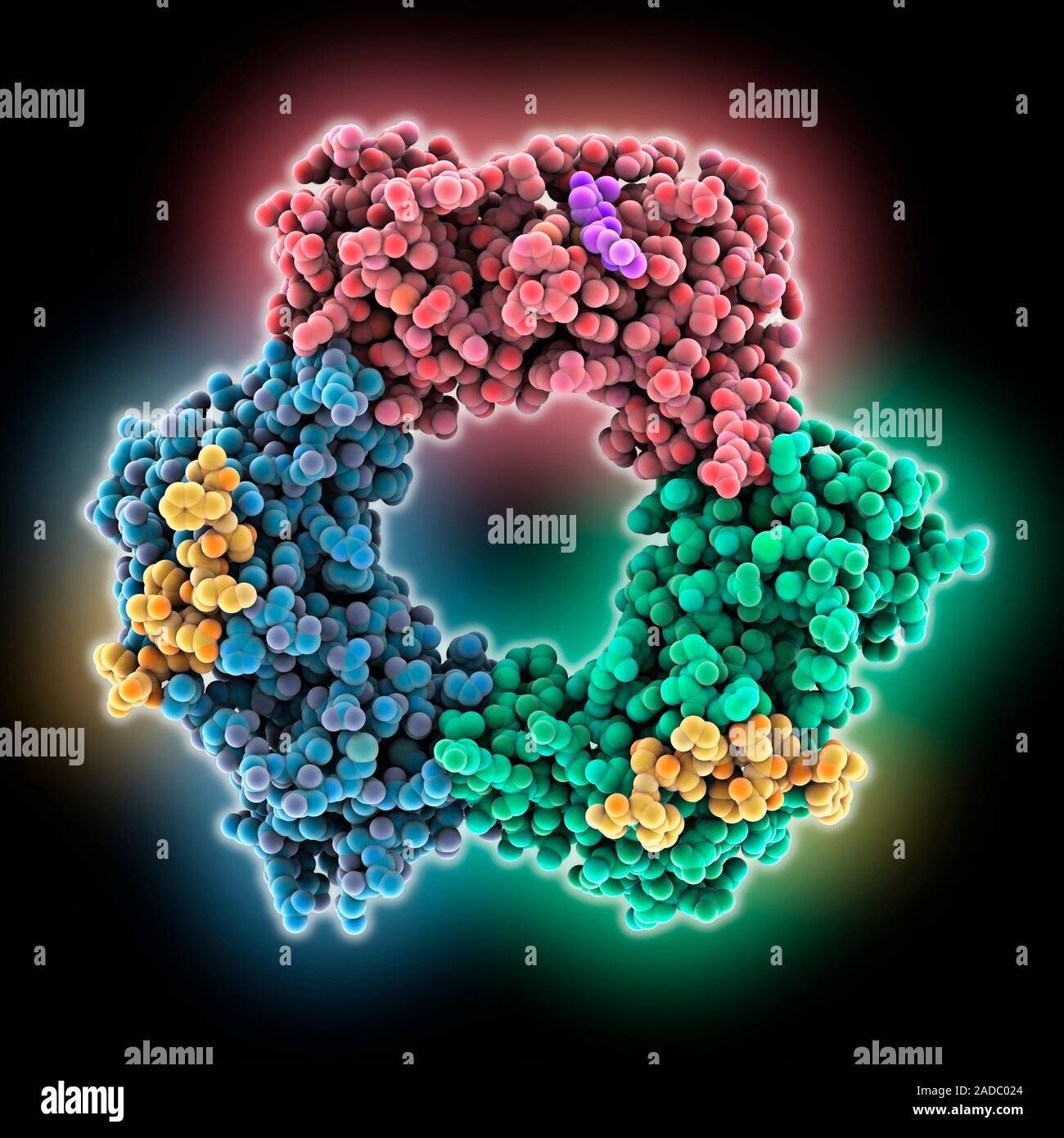Human PCNA complex. Computer model showing the structure of human ...