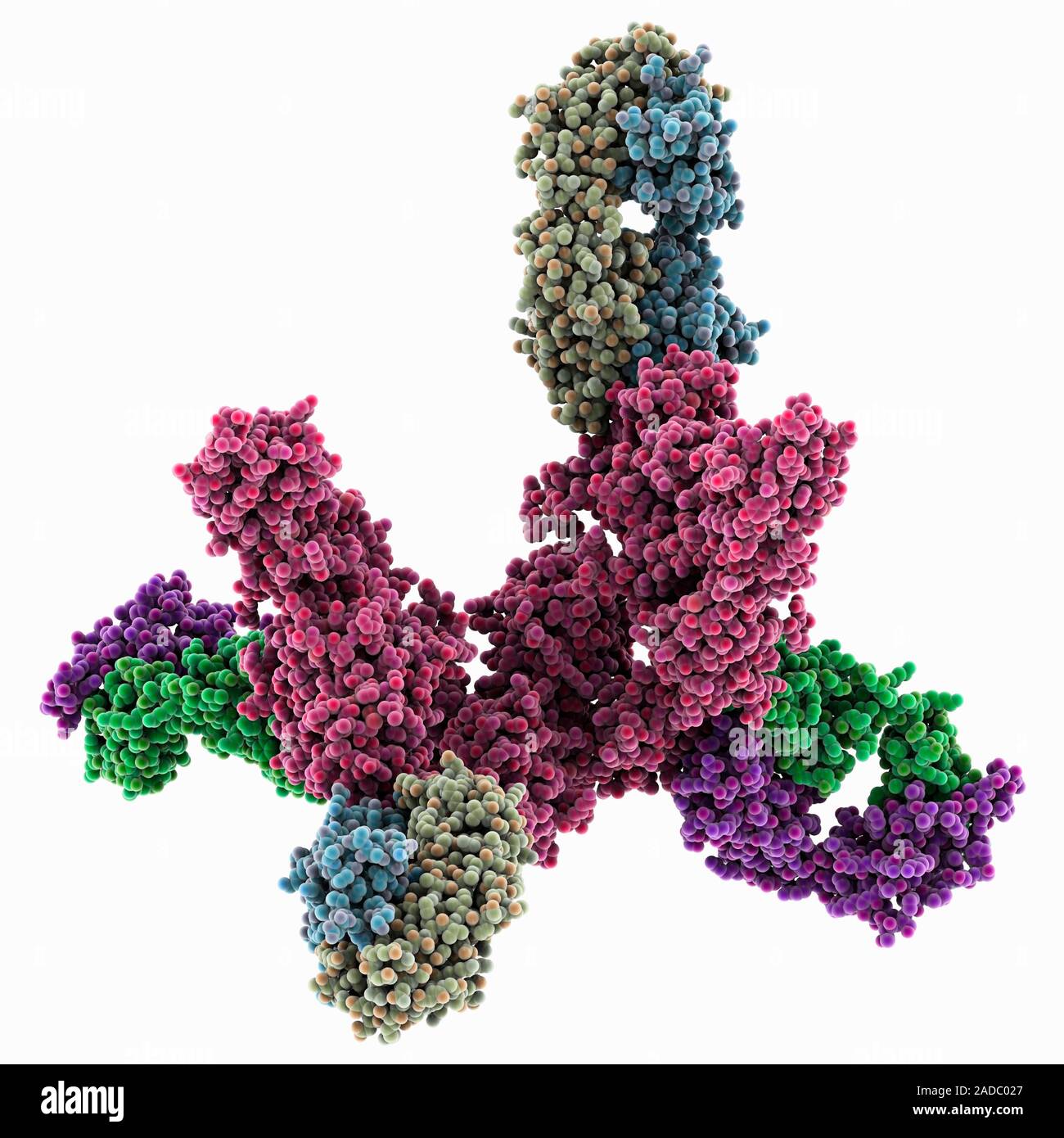 Human insulin receptor ectodomain complexed with four Fab molecules ...