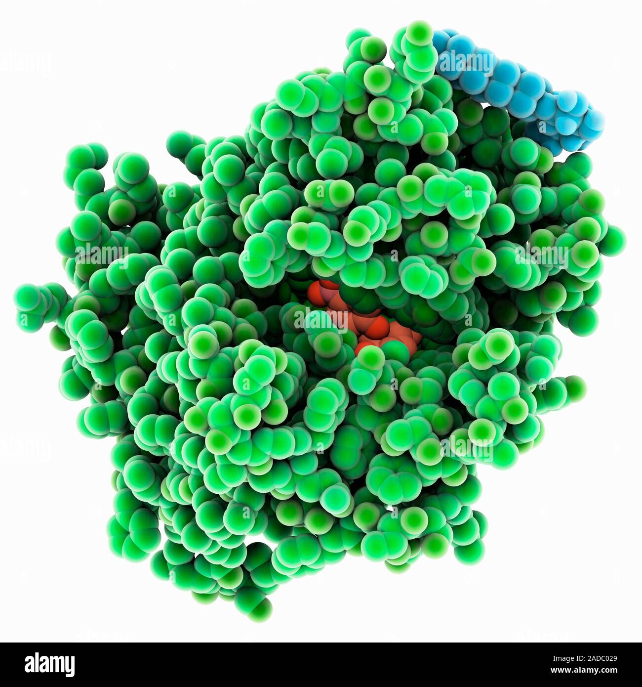 Lactose permease complex. Computer model showing the structure of ...