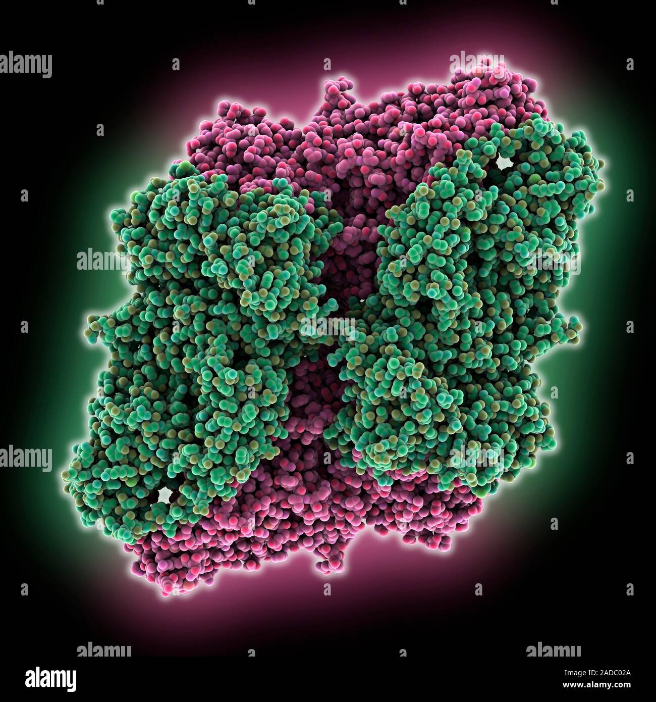 Beta-galactosidase molecule. Computer model showing the 4-chain ...