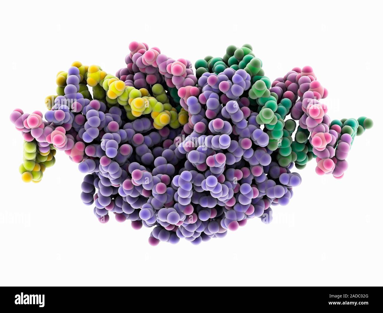 Endonuclease complexed with DNA (deoxyribonucleic acid). Computer model ...