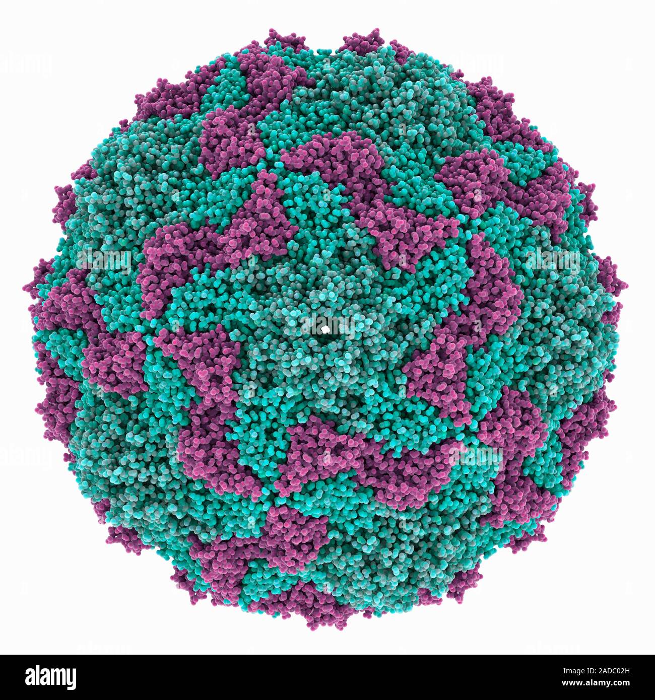 Human A capsid. Computer model showing the structure of the human Aichi ...