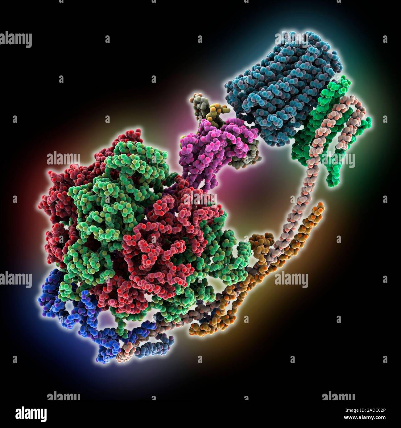 Bovine Mitochondrial Atp Synthase Computer Model Showing The Structure