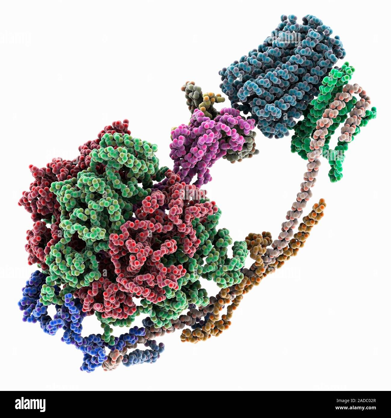 Bovine Mitochondrial Atp Synthase Computer Model Showing The Structure
