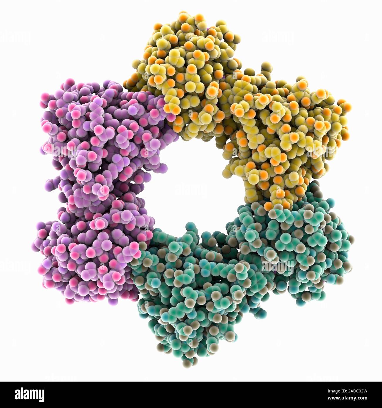DNA (deoxyribonucleic acid) polymerase sliding clamp. Computer model showing the structure of a ...
