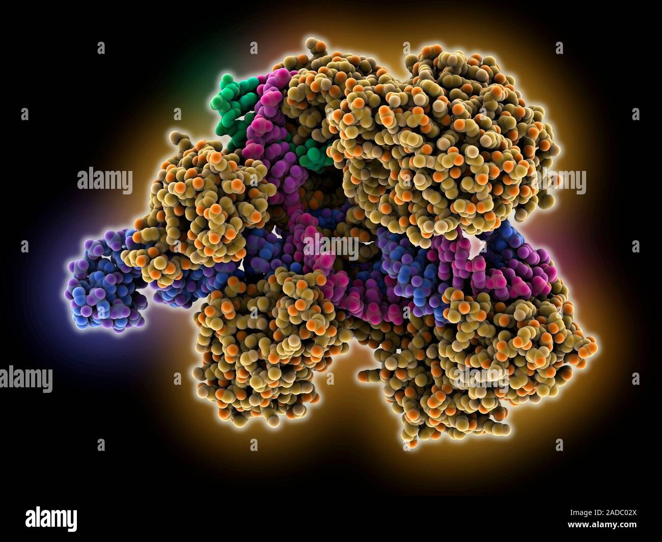 CRISPR Cas9 RNA DNA complex. Computer model showing the structure of a ...