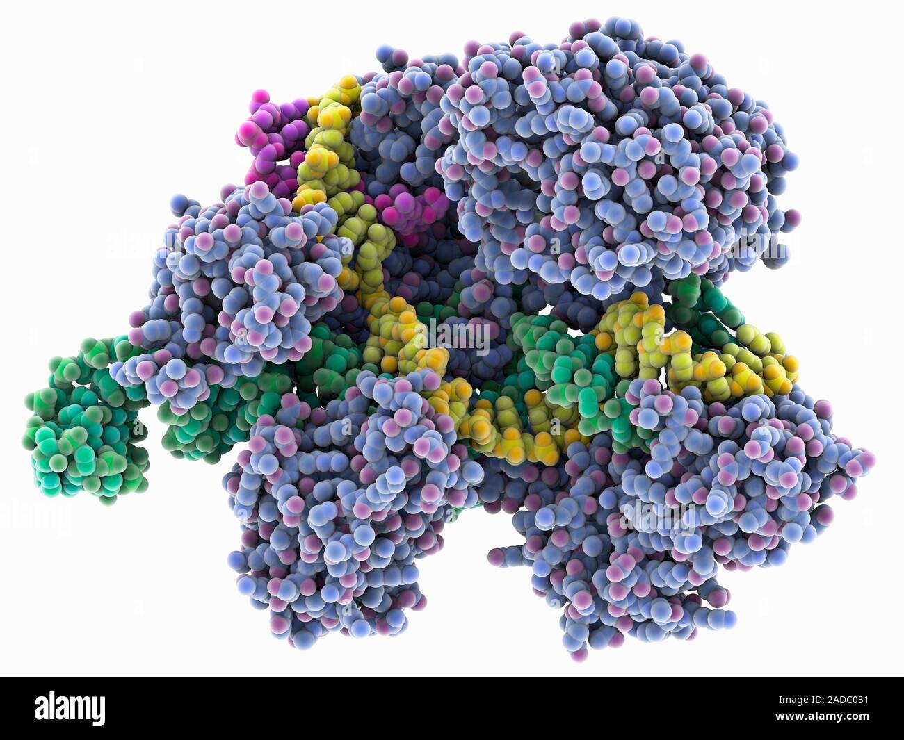 CRISPR Cas9 RNA DNA complex. Computer model showing the structure of a ...