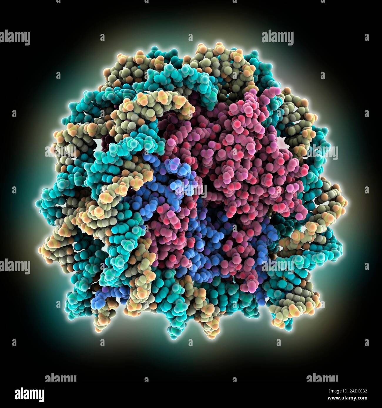 Human nucleosome with histone H3.Y. Computer model showing the ...