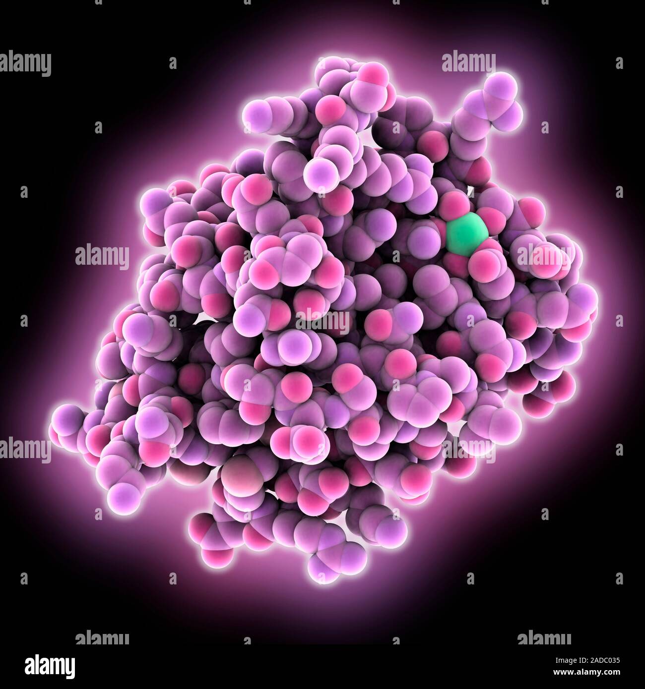 Human dendritic cell inhibitory receptor. Computer model showing the ...
