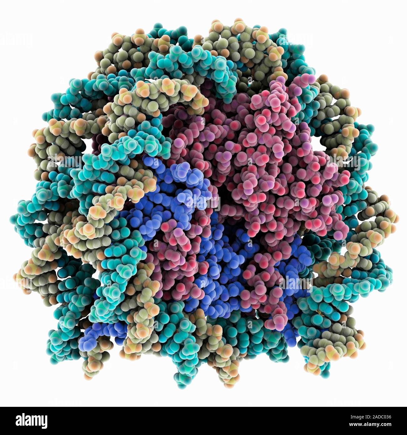 Human nucleosome with histone H3.Y. Computer model showing the ...