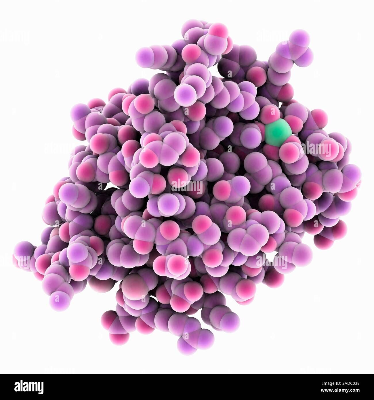 Human dendritic cell inhibitory receptor. Computer model showing the ...