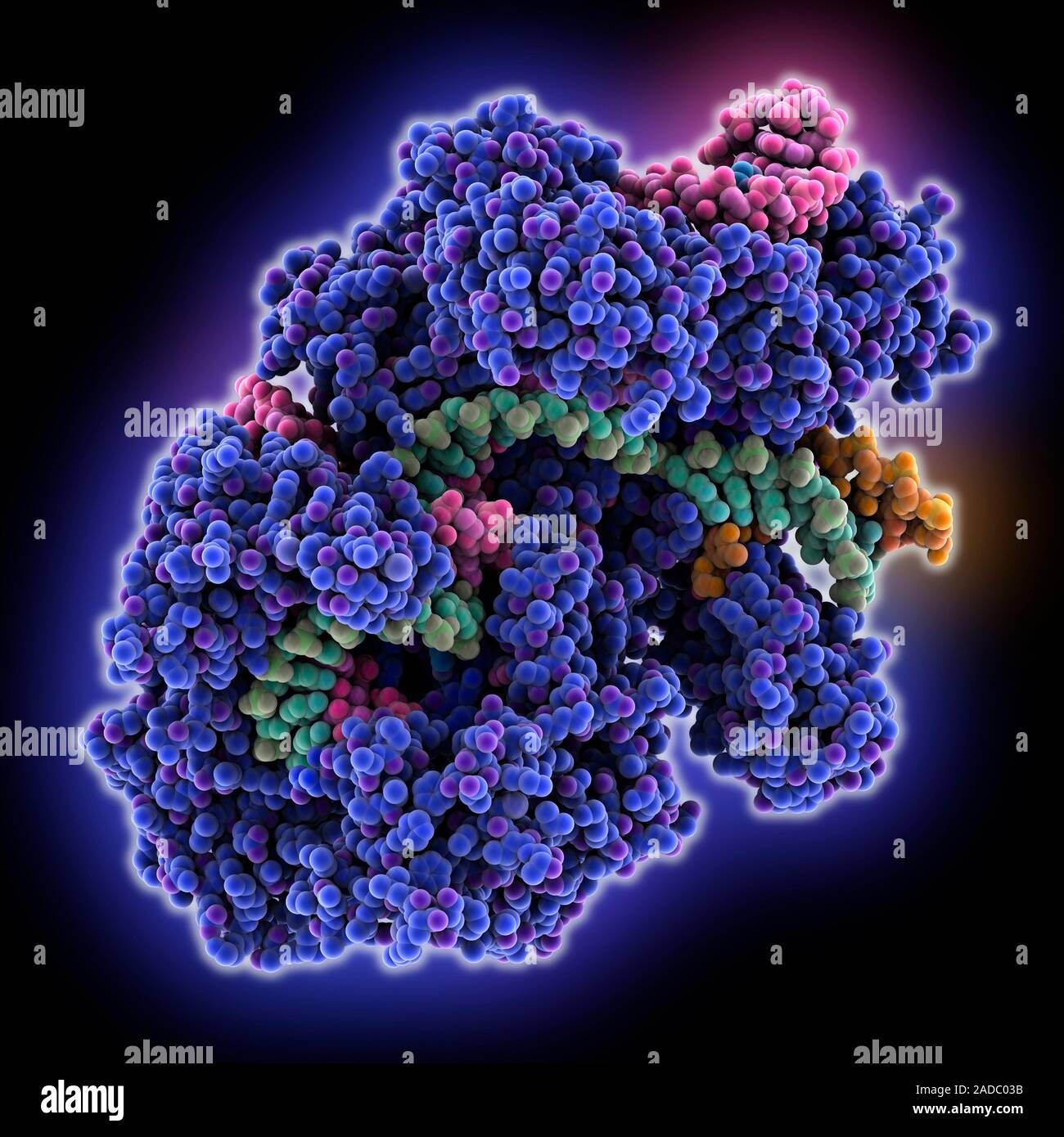 CRISPR Cas9 RNA DNA complex. Computer model showing a CRISPR-associated ...