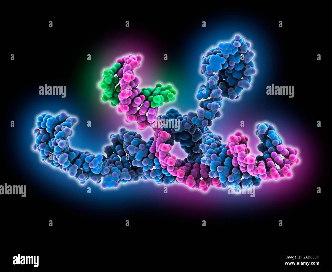CRISPR Cas9 RNA DNA complex. Computer model showing a guide RNA ...