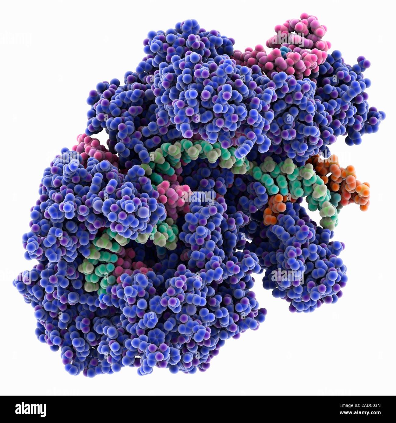 CRISPR Cas9 RNA DNA complex. Computer model showing a CRISPR-associated ...