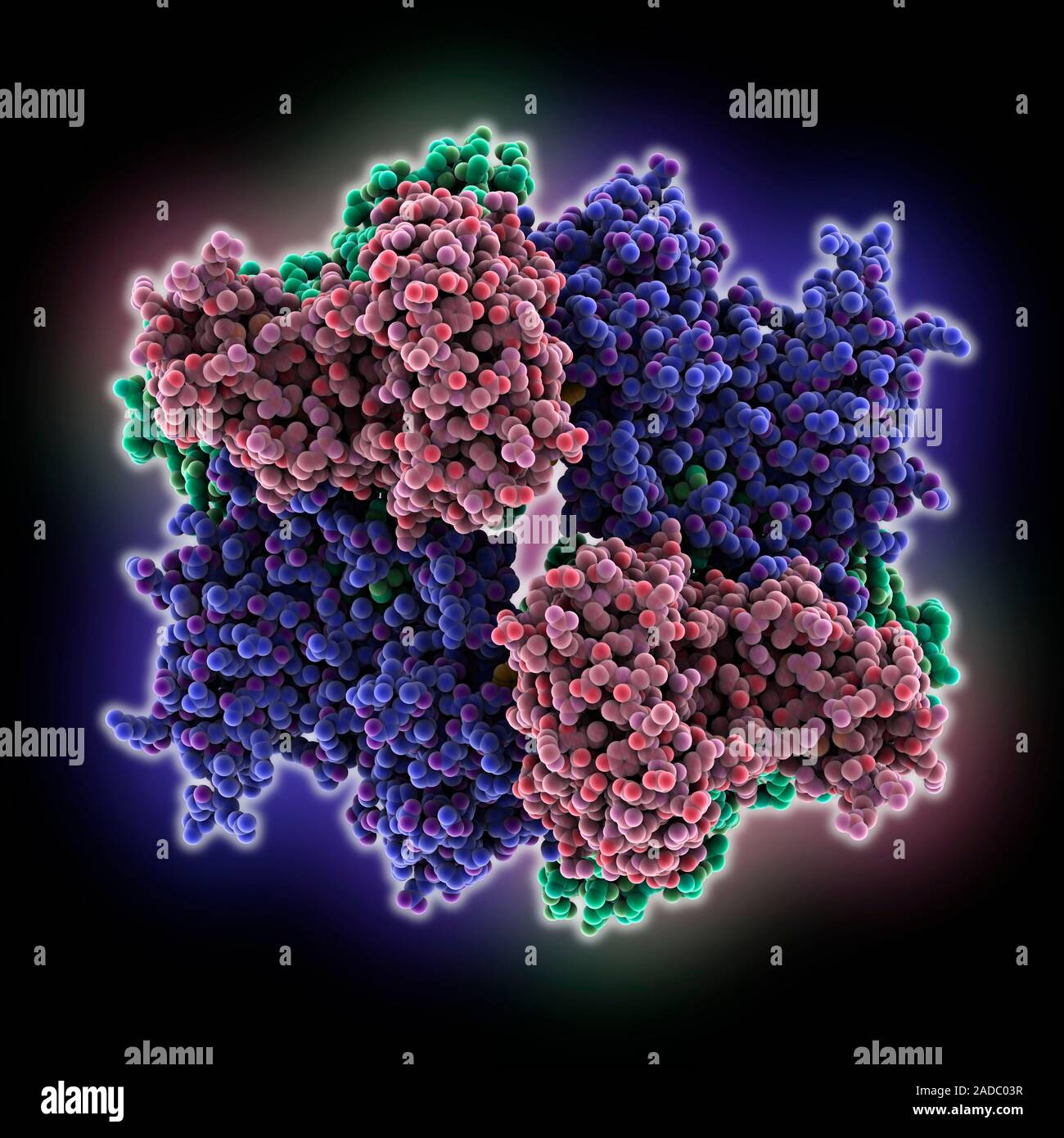 H1N1 influenza A virus nucleoprotein complex. Computer model showing ...