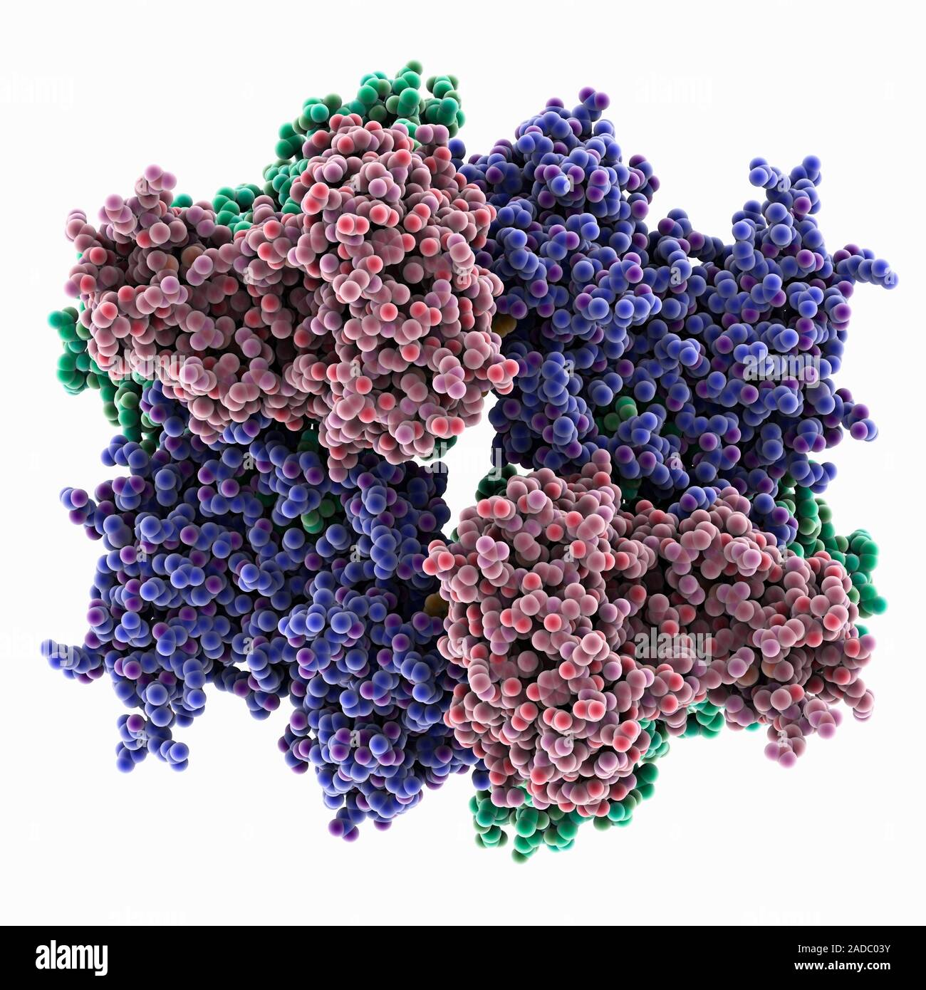 H1N1 influenza A virus nucleoprotein complex. Computer model showing ...