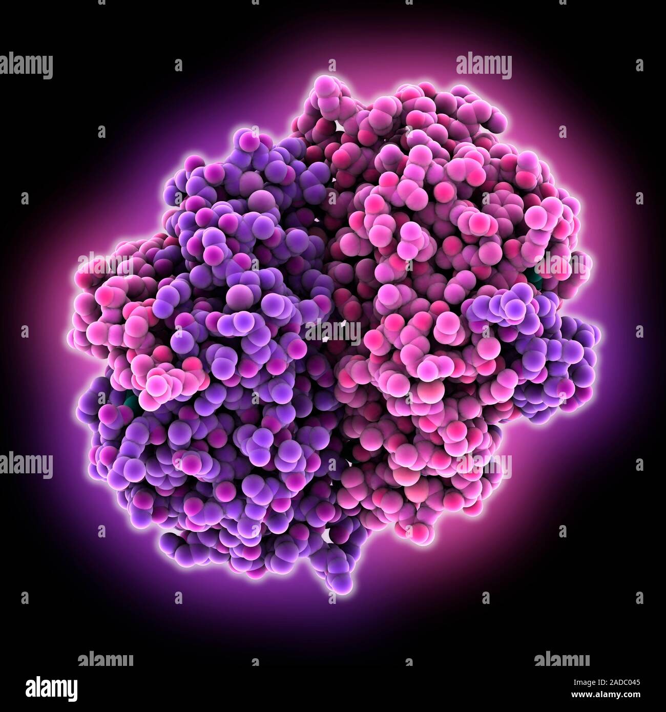 Herpes simplex virus ICP27 protein. Computer model showing the ...