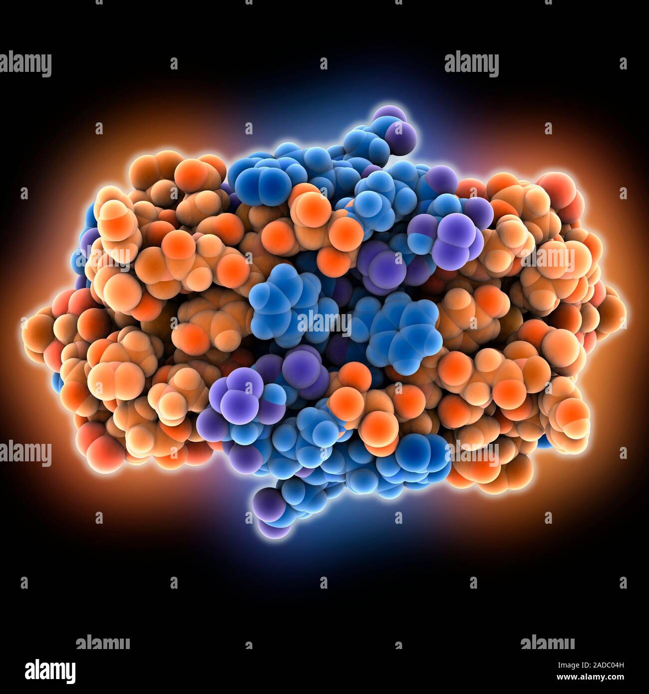 Covalent insulin dimer molecule. Computer model showing the structure ...