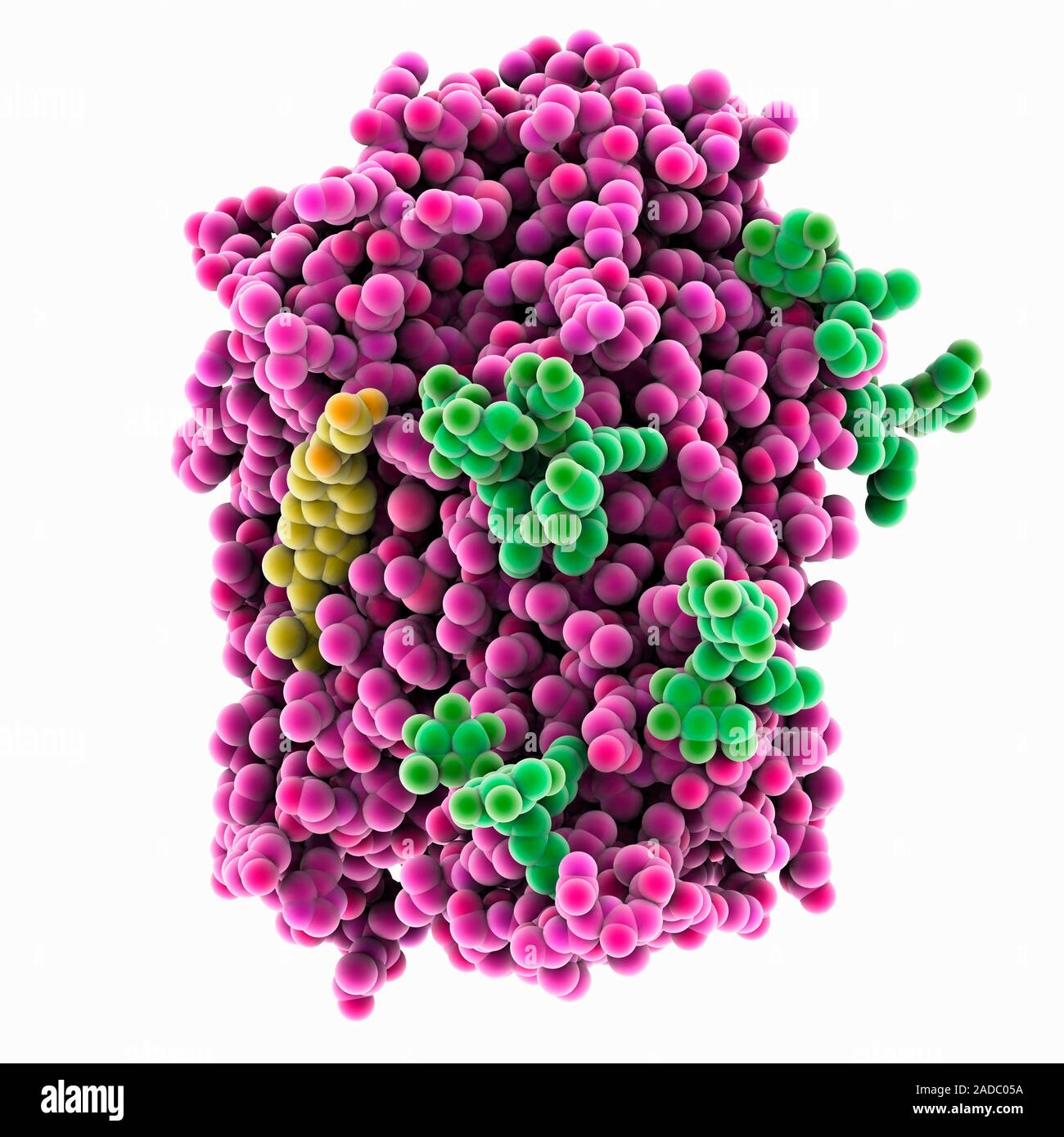 Human glucose transporter molecule. Computer model showing the ...