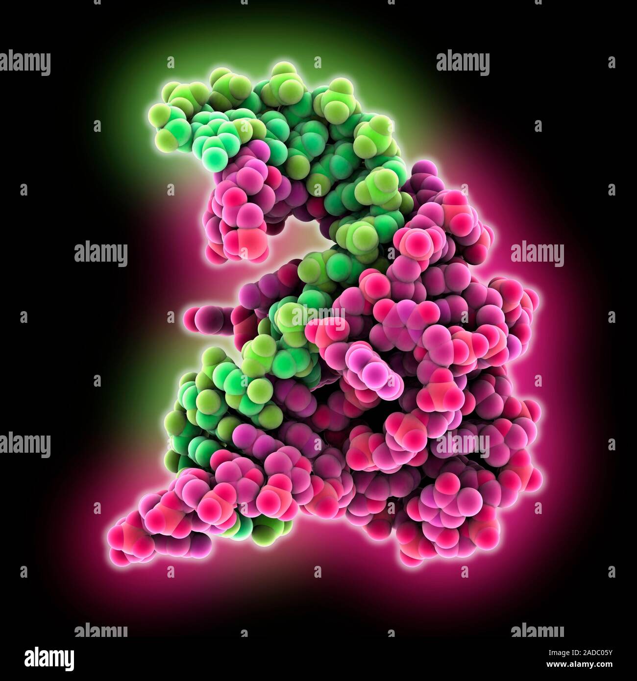 DNA (deoxyribonucleic acid) catalyst complex. Computer model showing ...