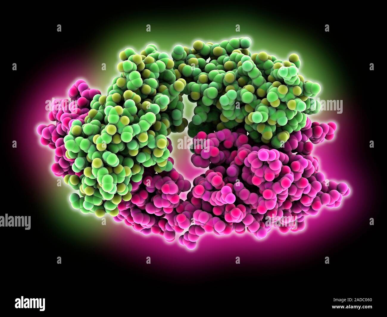 HIV-1 (human immunodeficiency virus-1) antibody. Computer model showing ...