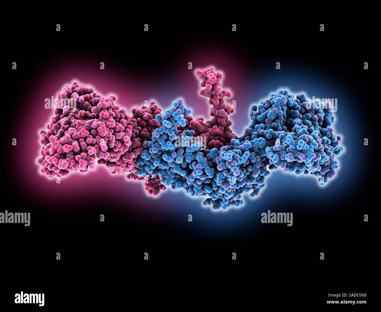 Squamous cell carcinoma antigen recognized by T-cells 3. Computer model ...
