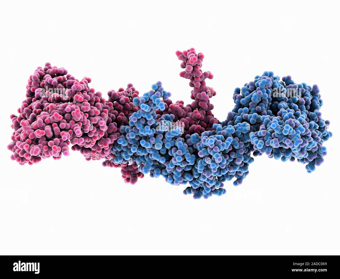 Squamous cell carcinoma antigen recognized by T-cells 3. Computer model ...