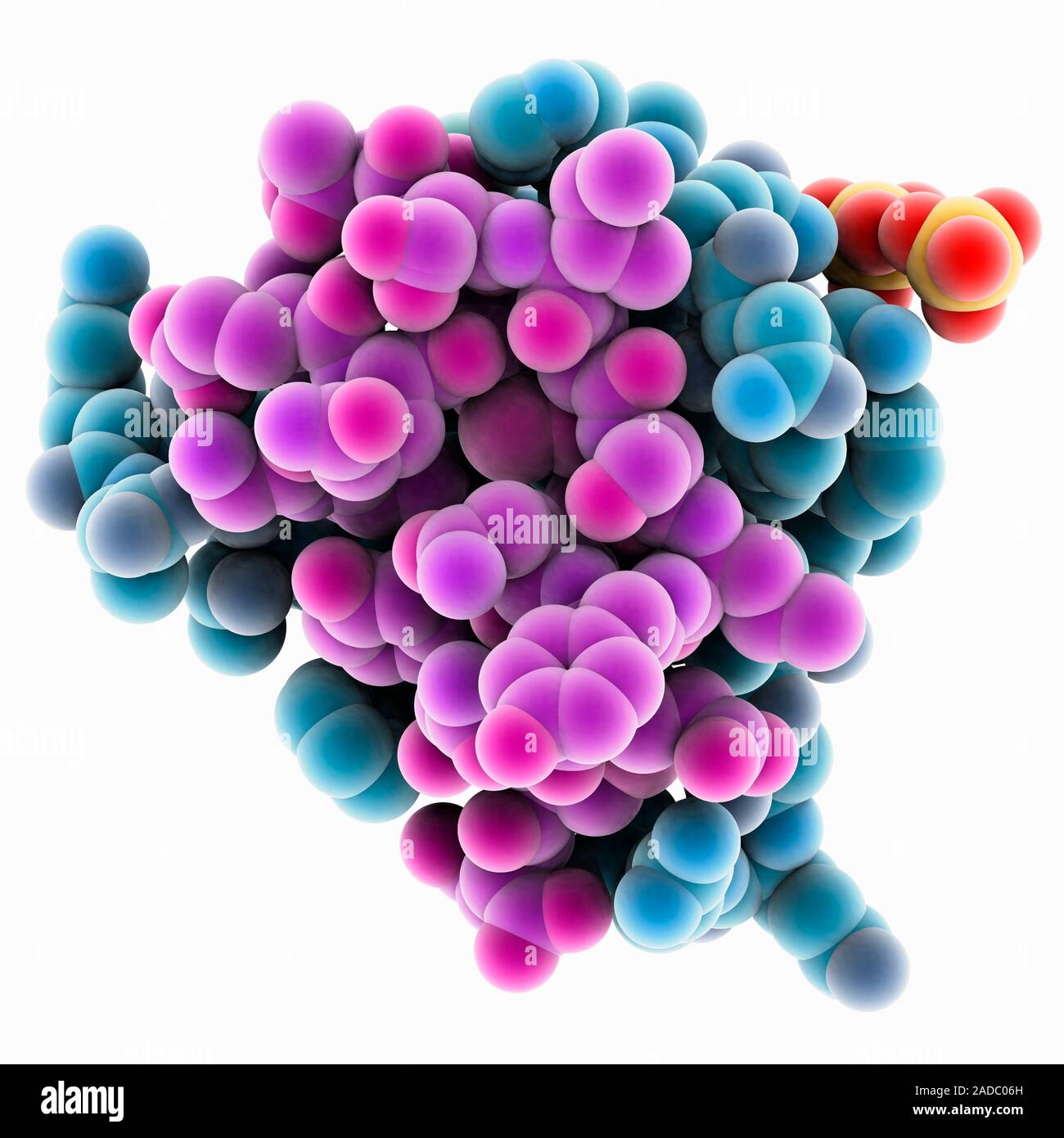 Porcine insulin molecule at room temperature. Computer model showing ...