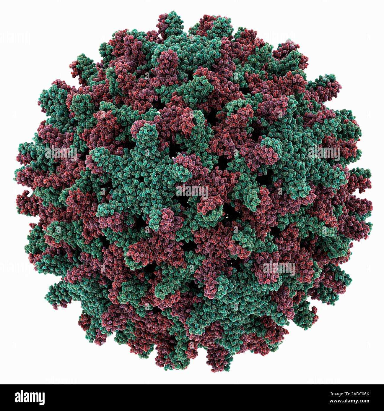 Hepatitis B Virus Capsid Molecule Computer Model Showing The Structure Of The Hepatitis B Virus