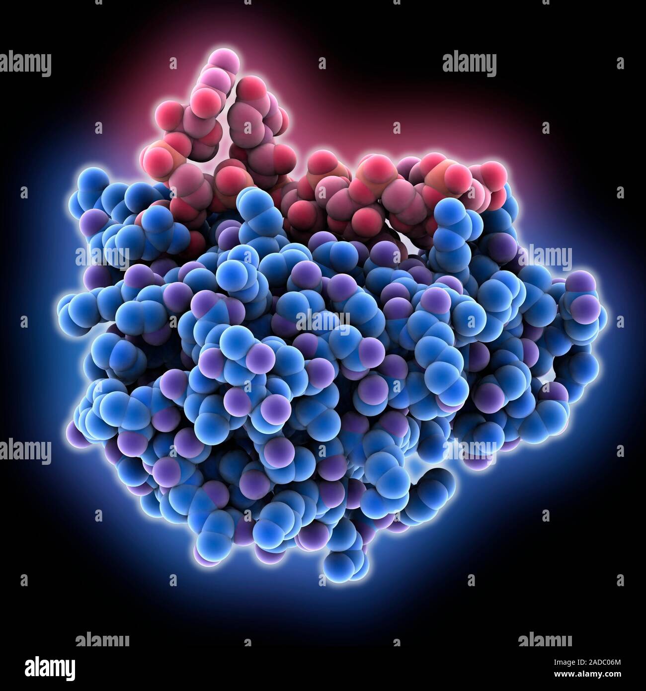 RNA (ribonucleic acid) complexed with YTH domain. Computer model ...