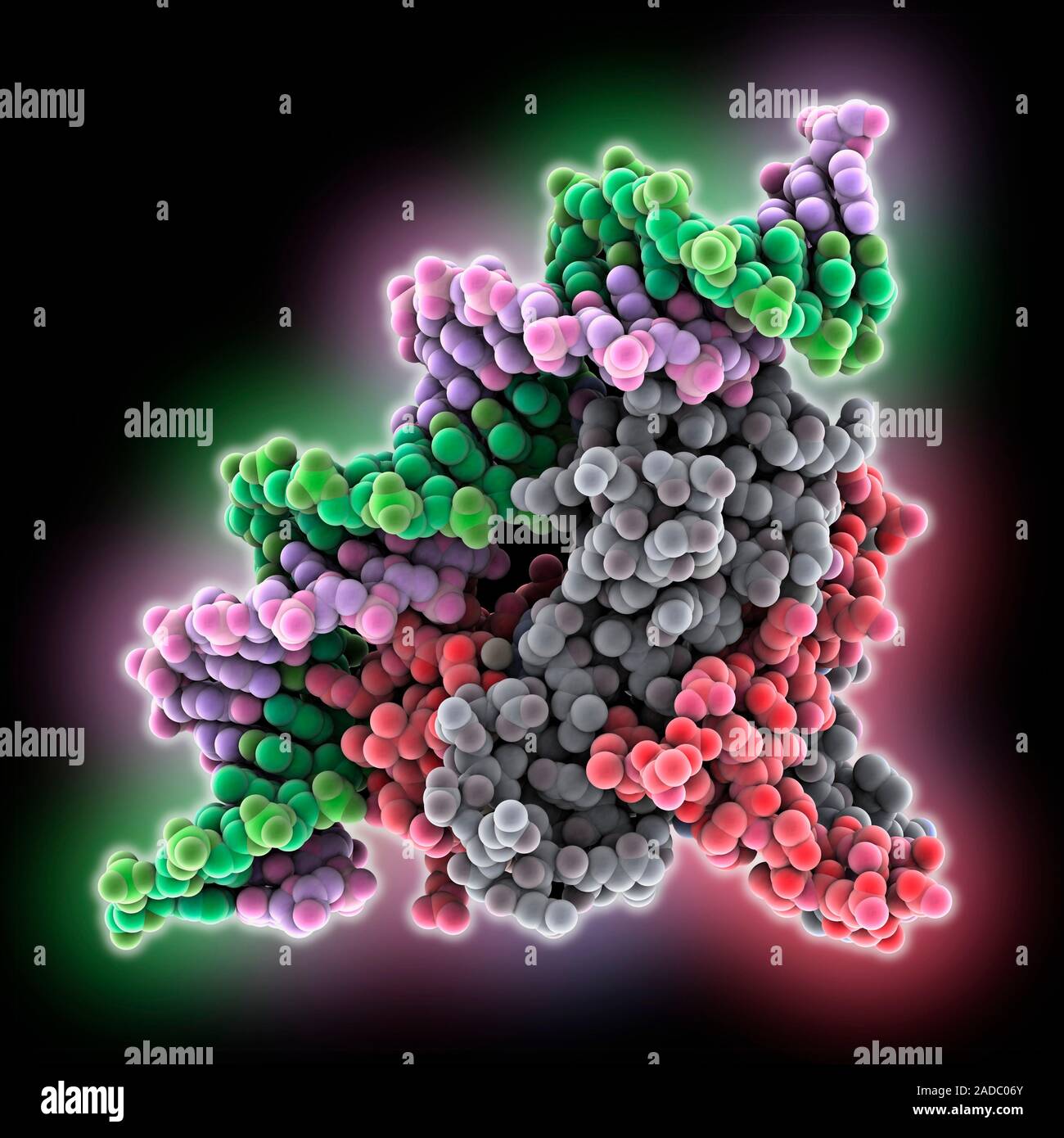 Fis nucleoid protein complexed with DNA (deoxyribonucleic acid ...