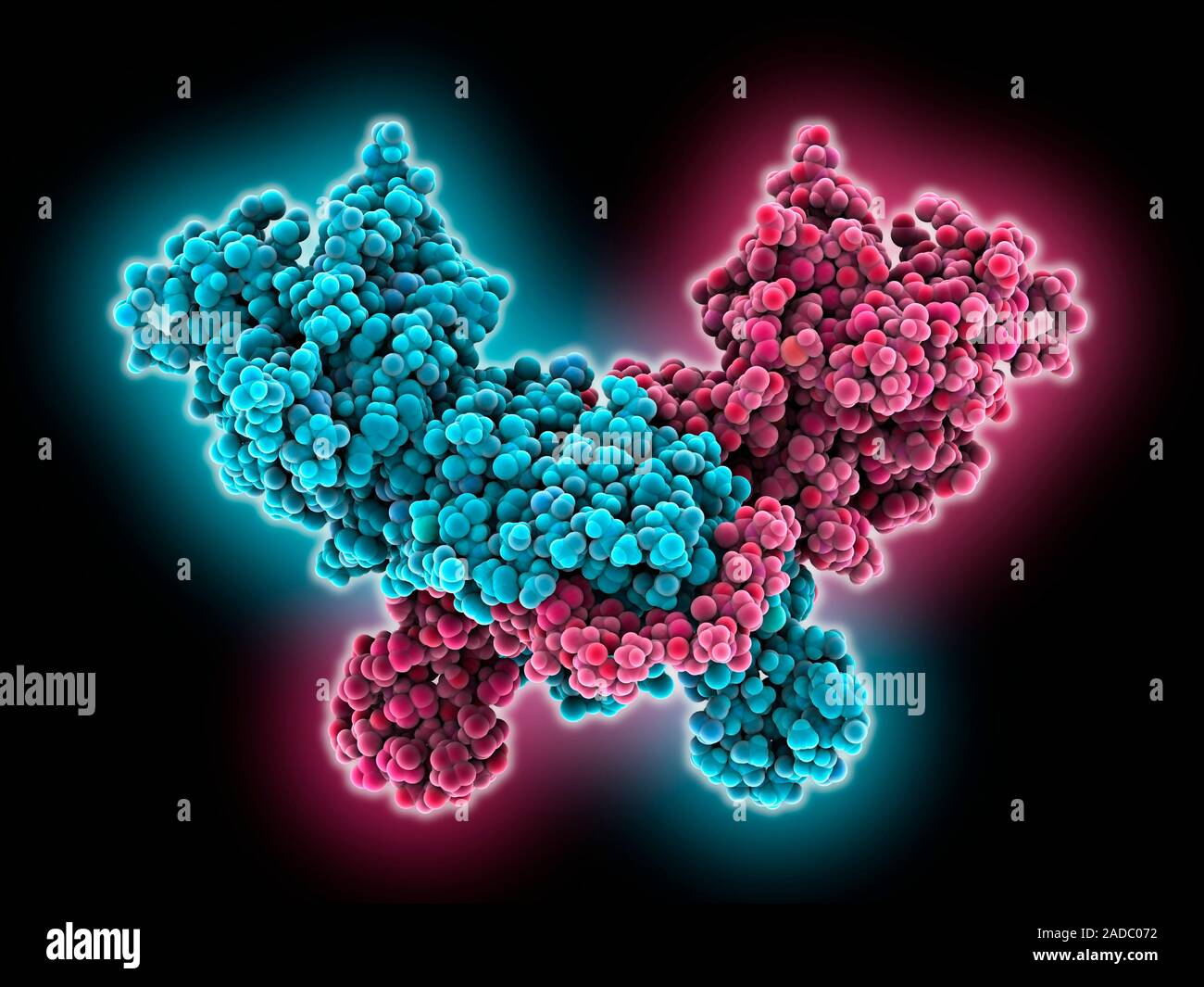 Measles virus nucleoprotein complex. Computer model showing the ...