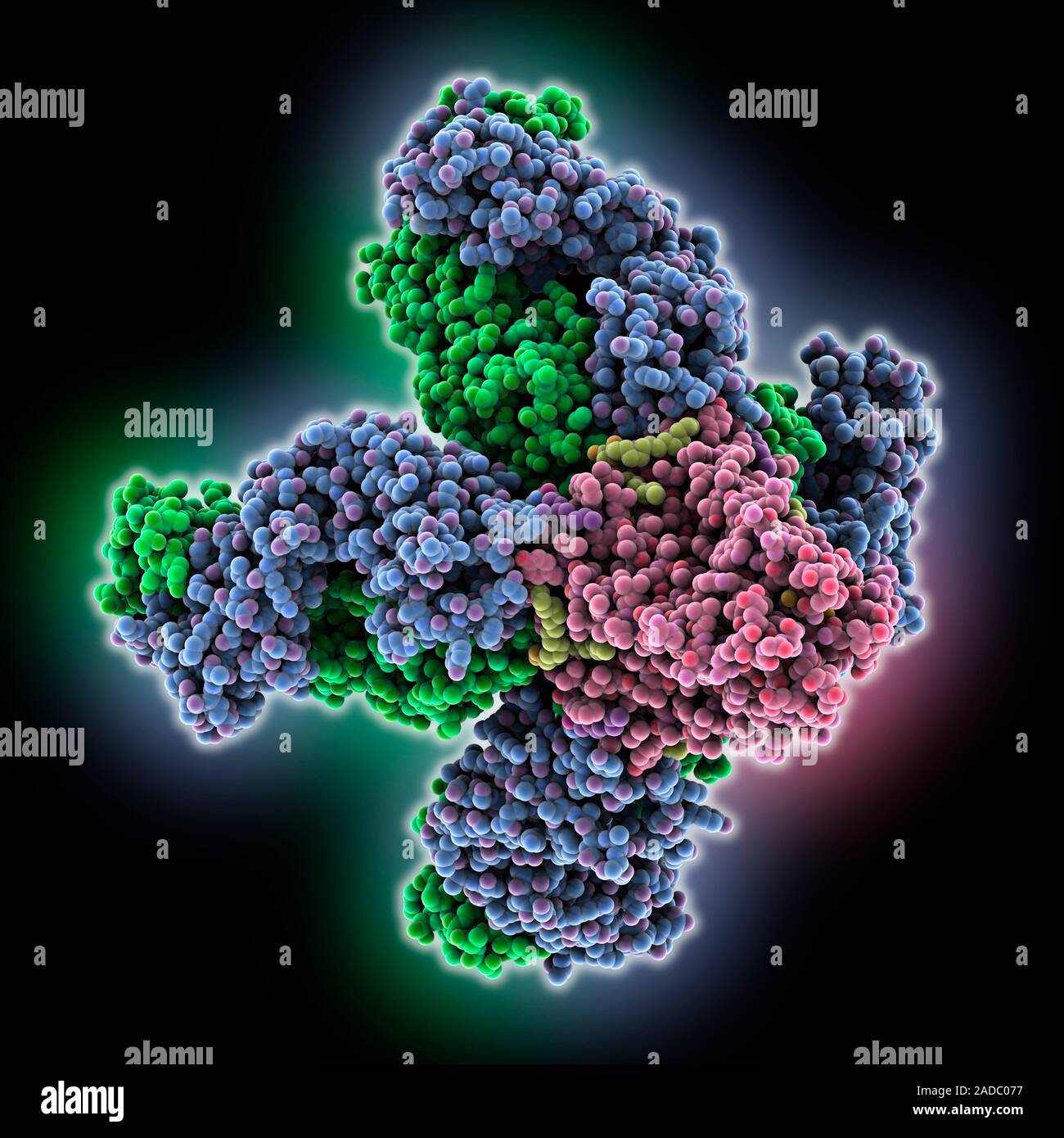Potassium channel complex. Computer model showing the structure of a pH ...