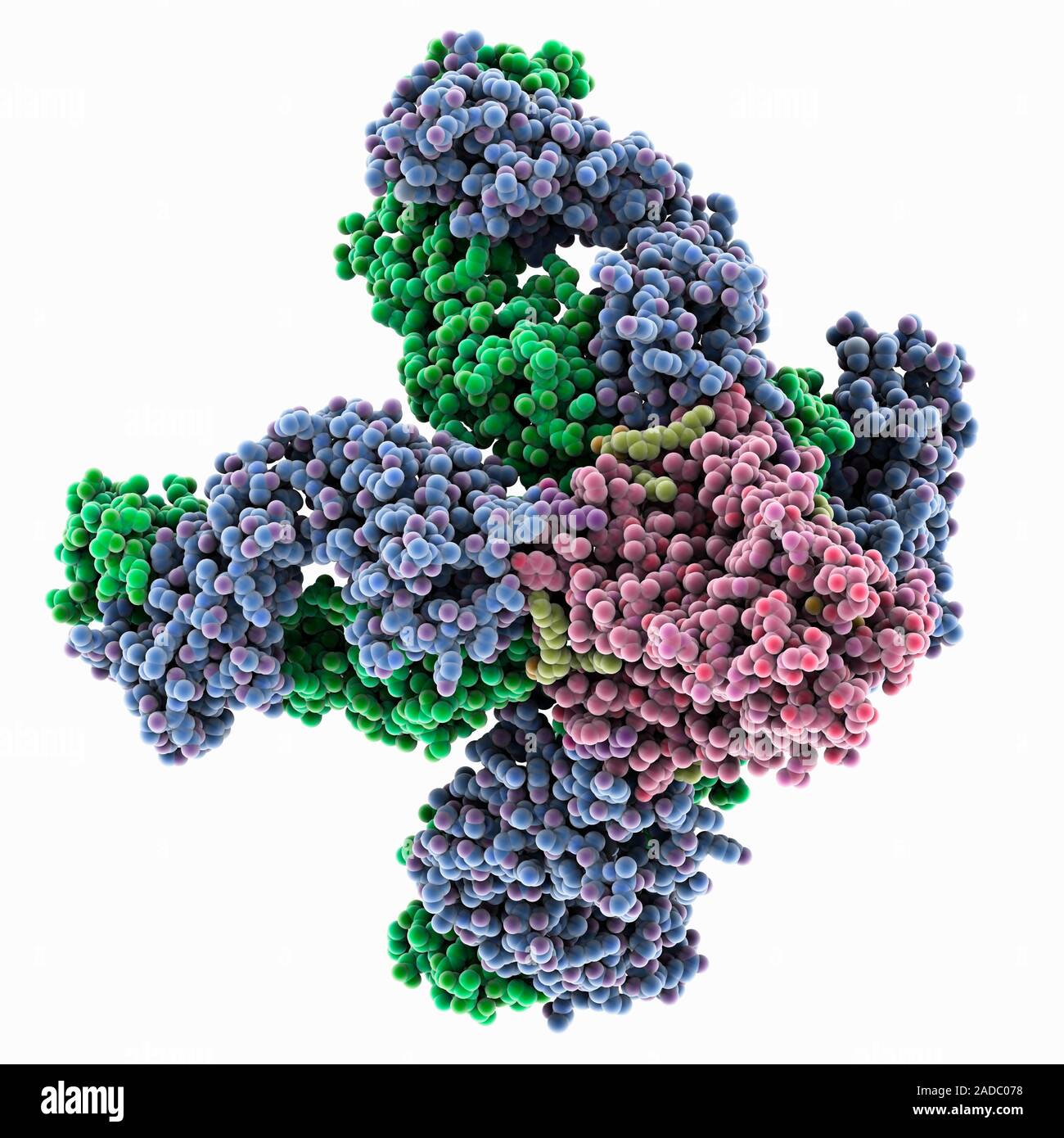 Potassium channel complex. Computer model showing the structure of a pH ...