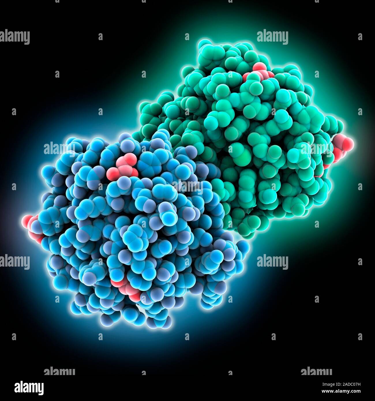 Sea mollusc lectin molecule. Computer model showing the structure of ...