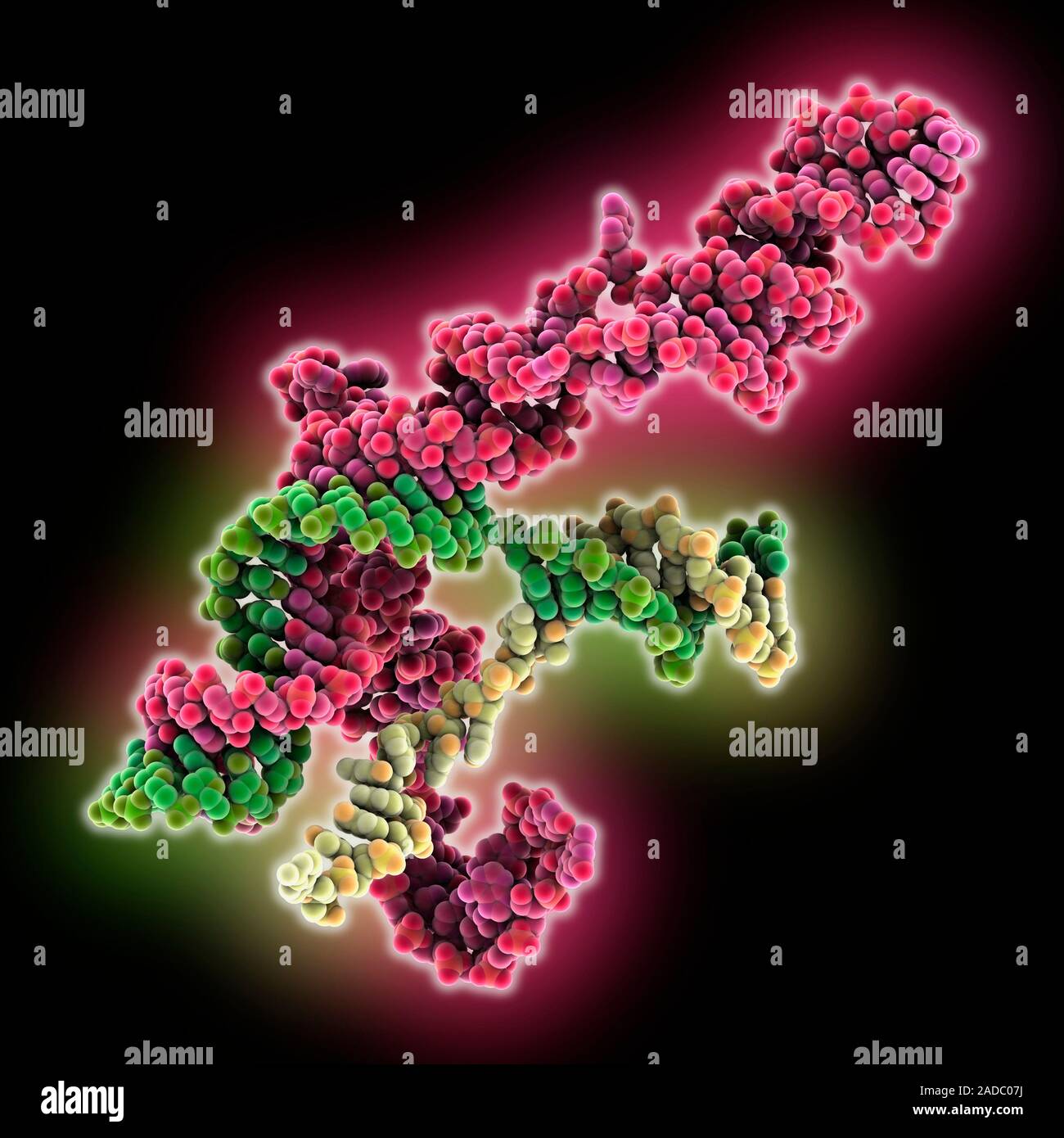 CRISPR Cas9 RNA DNA complex. Computer model showing the process of RNA ...