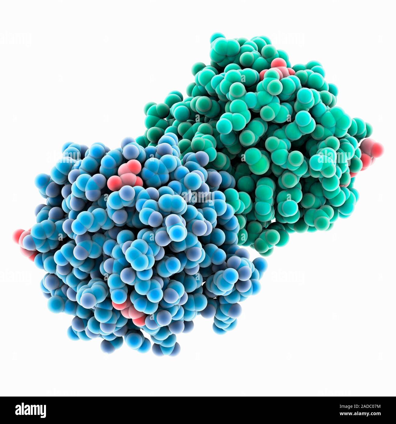 Sea mollusc lectin molecule. Computer model showing the structure of ...