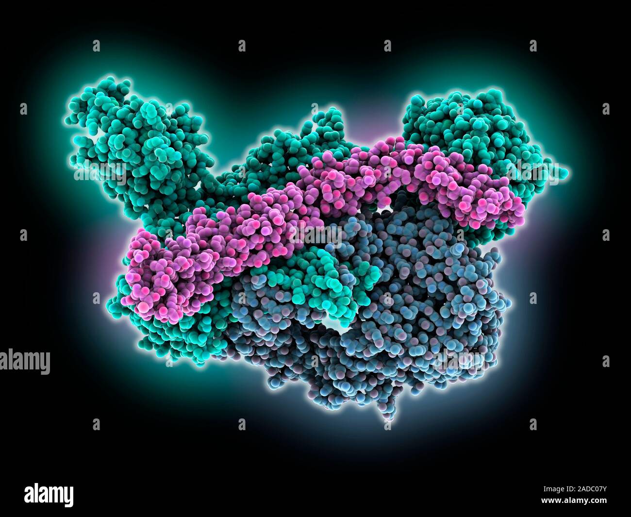 C3b Complexed With Smallpox Inhibitor Computer Model Showing The Human C3b Complement Blue